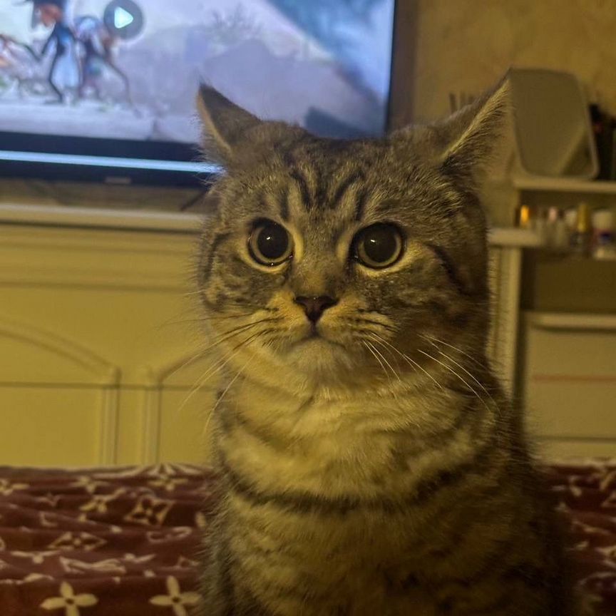 Шотландский котик