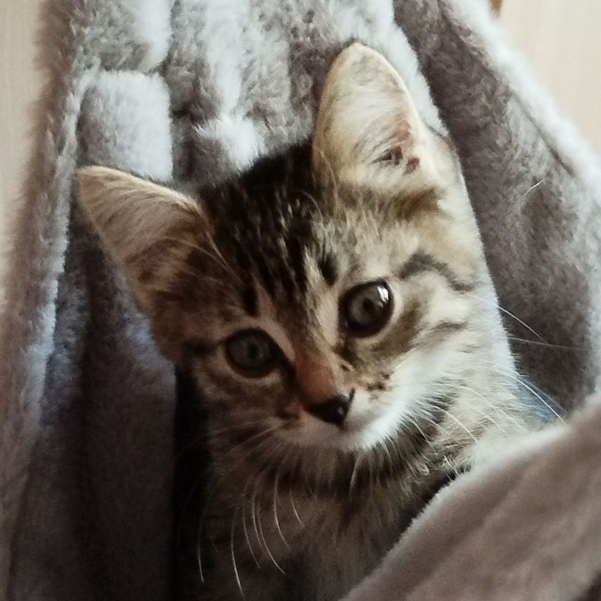 Котёнок в добрые руки