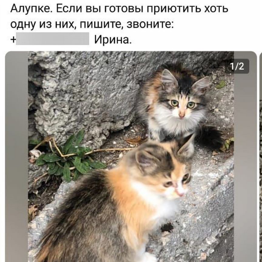 Котята в добрые руки
