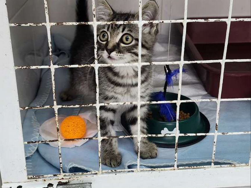 Котёнок Саймон в Добрые руки