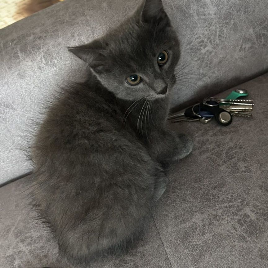 Котенок мальчик