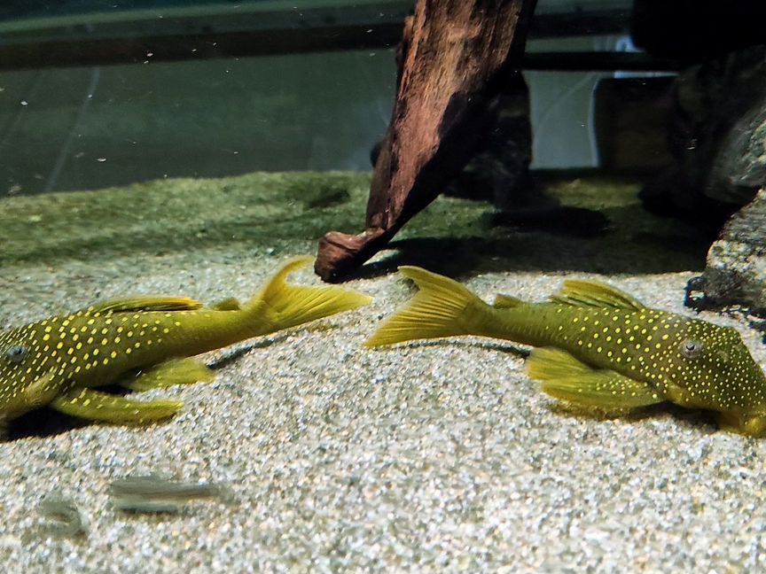 Сом номерной L200 (Hemiancistrus’ subviridis)