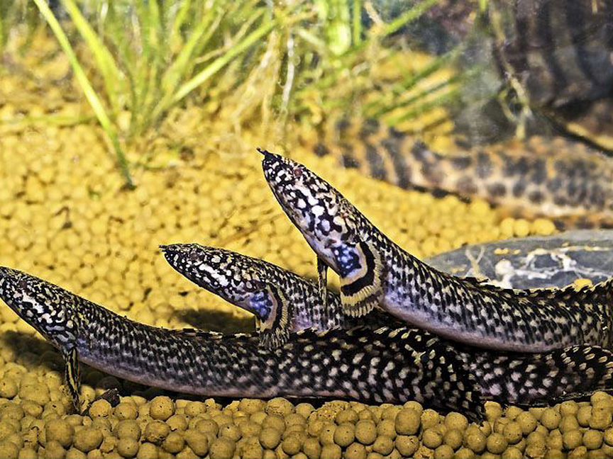 Полиптерус Орнатипинис или Многопер Конголезский