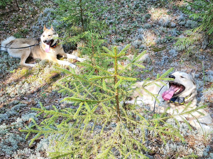 Кобель зсл на вязку