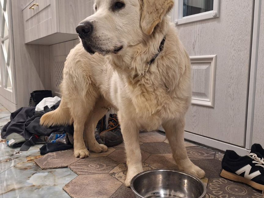 Ищу хозяина