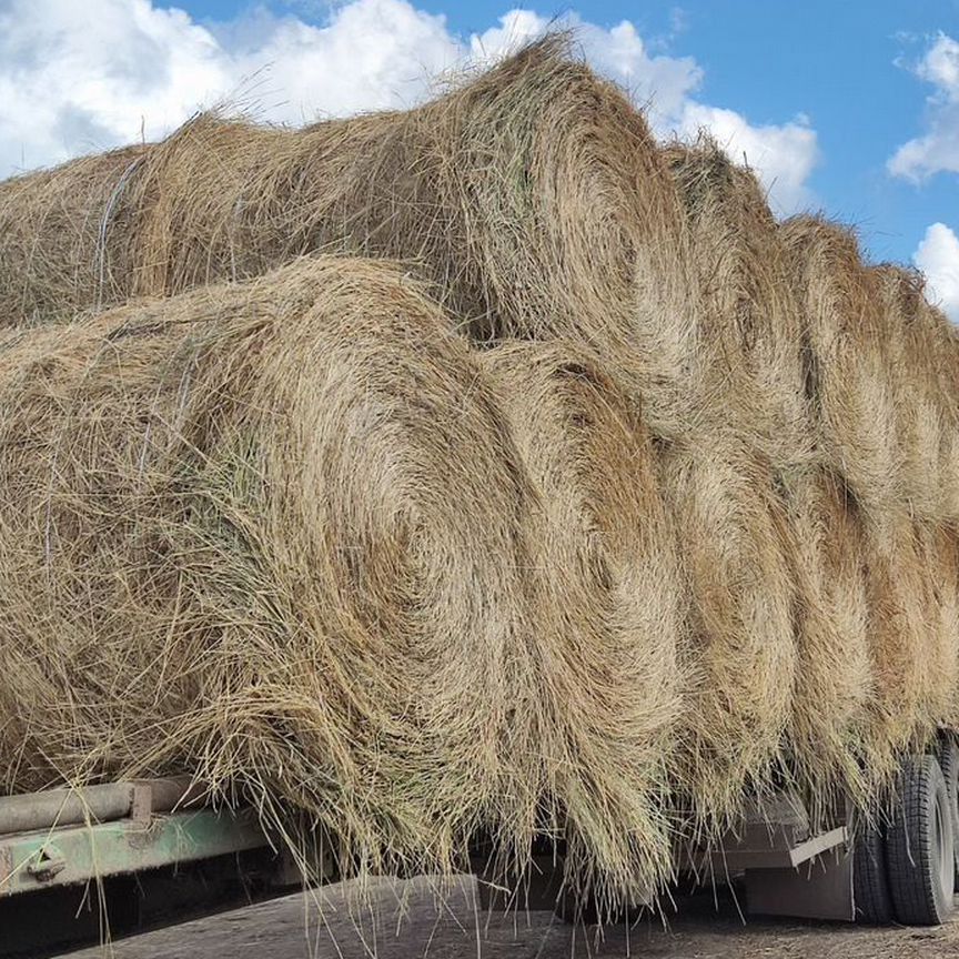 Продам сено в рулонах