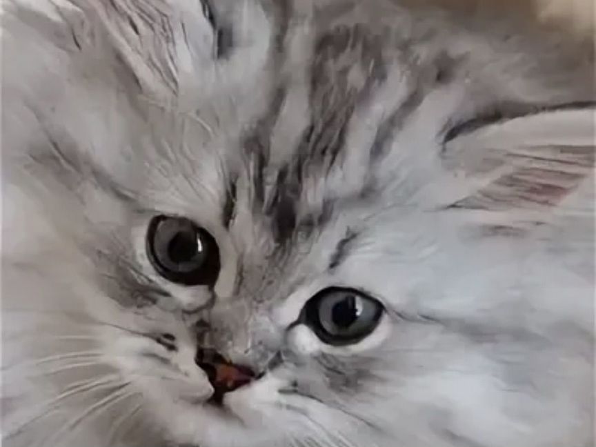 Сибирская ns25