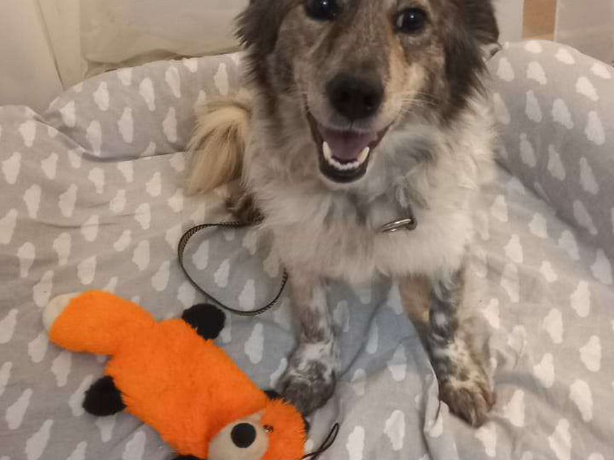 Собака в добрые руки