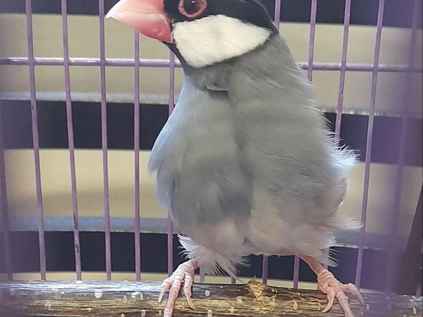 Рисовая амадина