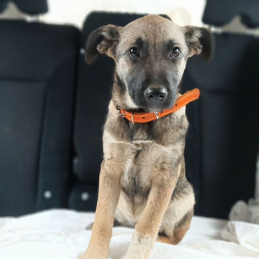 Щенок ищет дом