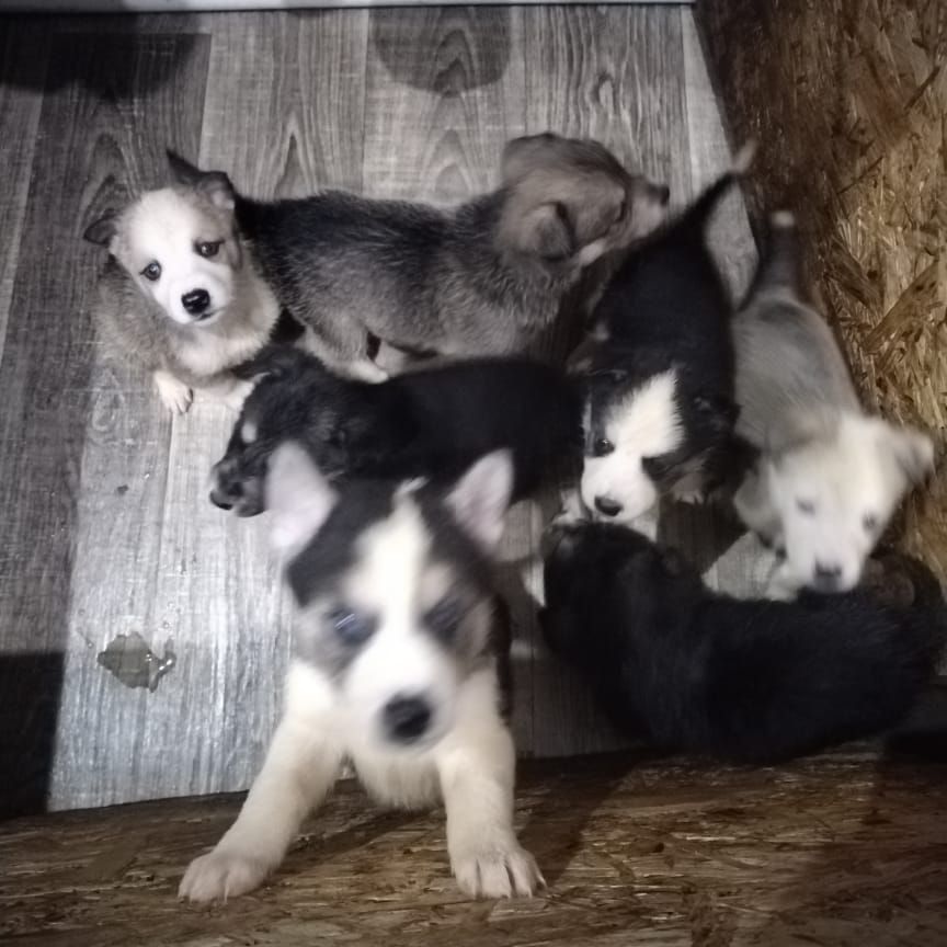 Щенки, мама сибирская лайка
