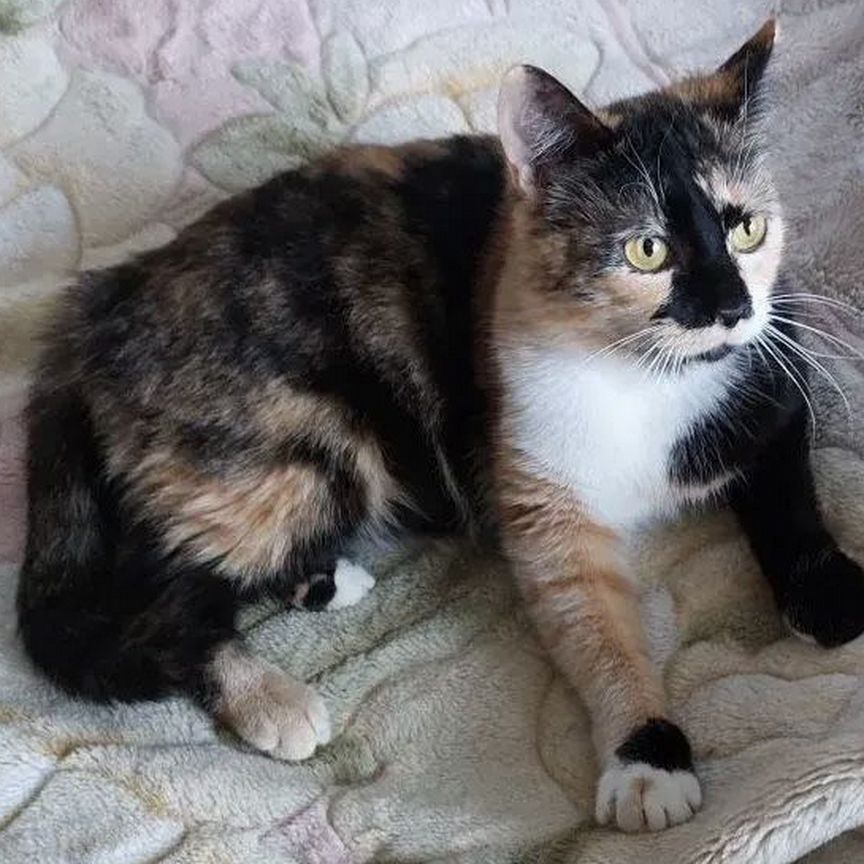 Взрослая, кошка в добрые руки