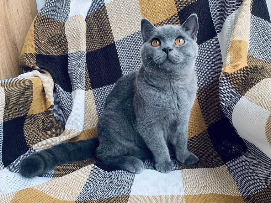 Британский котёнок