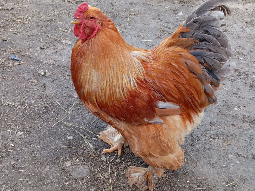 Петух брама