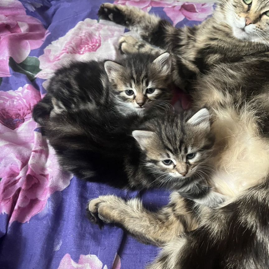 Две девочки,кошки