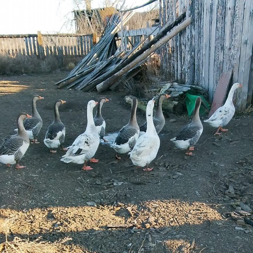 Гусь домашний живой