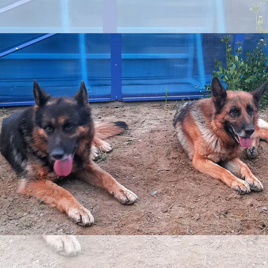 Немецкая овчарка, взрослый пёс