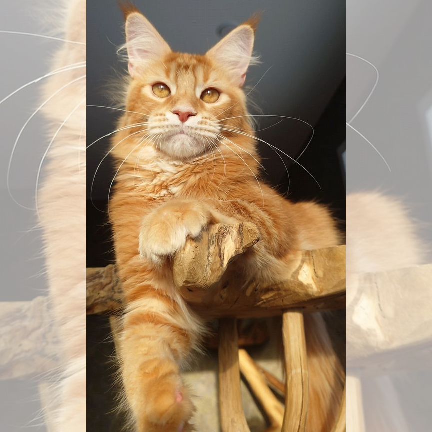 Мейн-кун котёнок