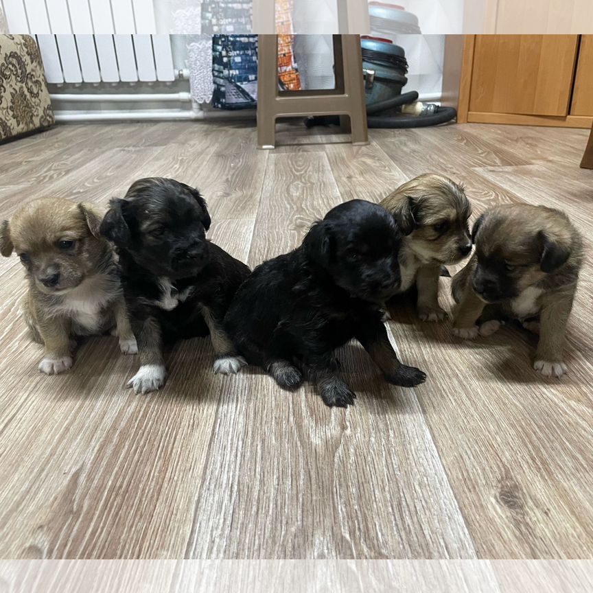 Щенок от частного владельца