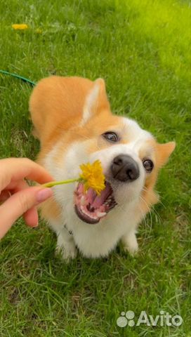 Шикарная девочка Вельш Корги