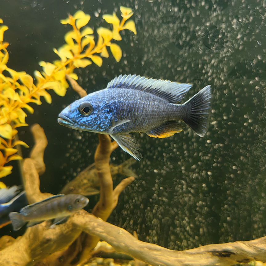 Аквариумные рыбы цихлиды