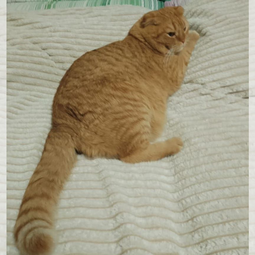 Шотландская вислоухая короткошёрстная, взрослая кошка