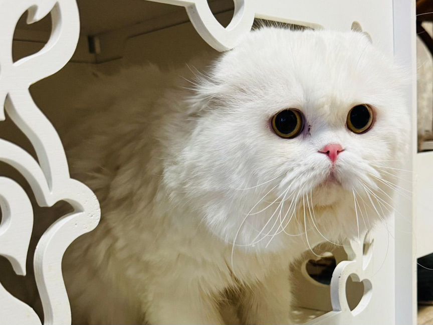 Шотладский вислоухий котик