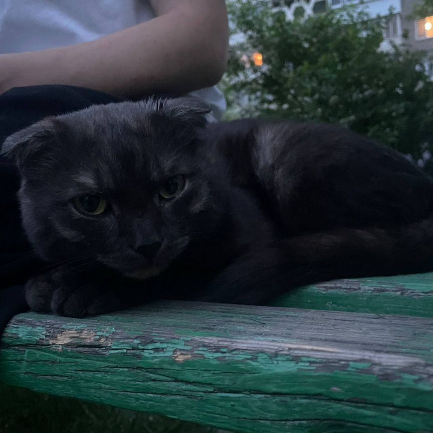 Британский короткошёрстный котёнок