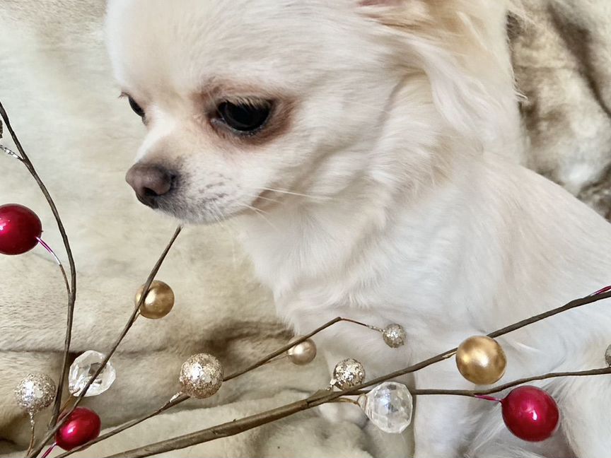 Очаровательная нежная Ваниль