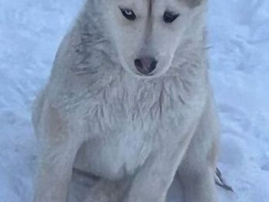 Продам щенков Хаски