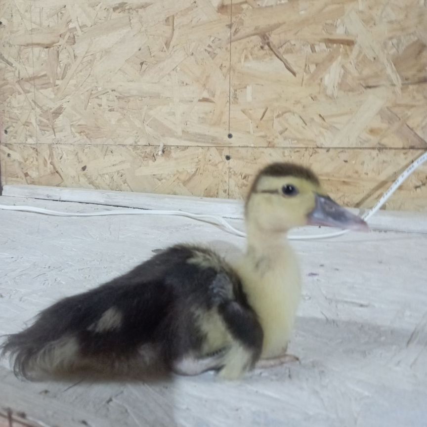 Мускусные утята тяжелой линии