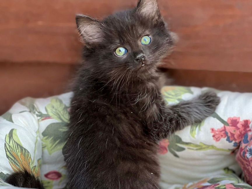 Милейший котенок в добрые руки