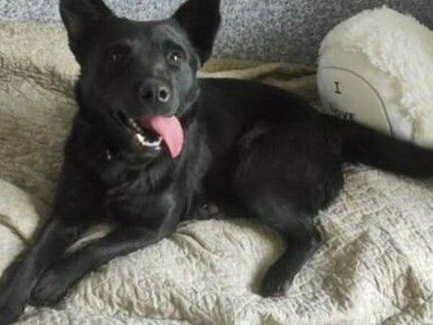 Маленькая собачка в добрые руки