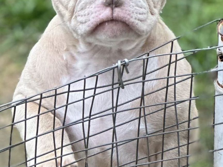 Американский булли