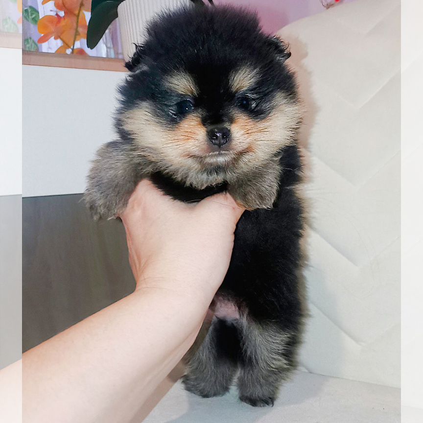 Померанский шпиц, щенок