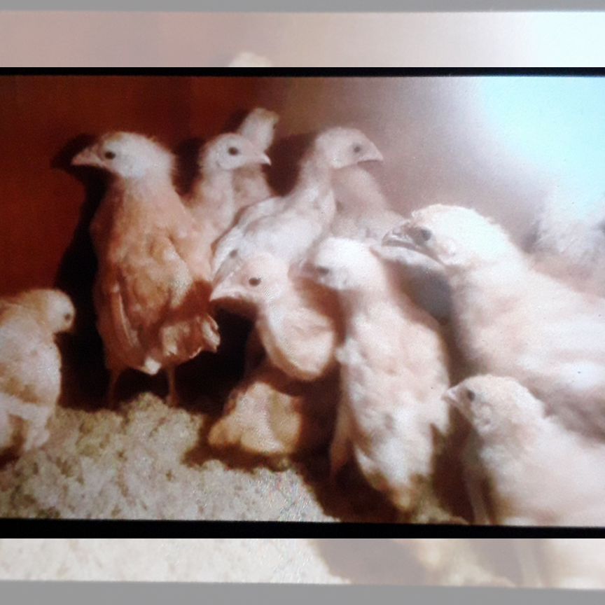 Цыплята