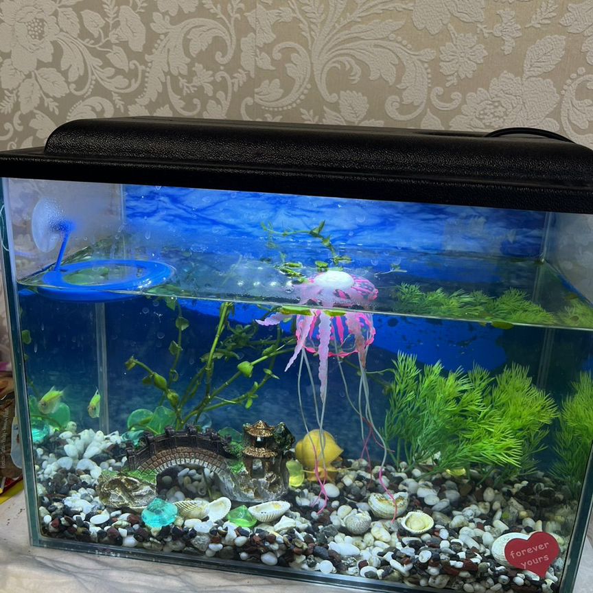 Аквариум с рыбками