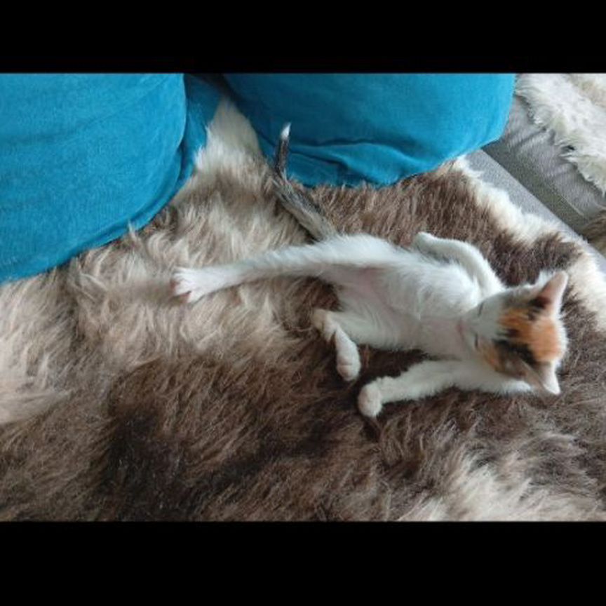 Котёнок от частного владельца
