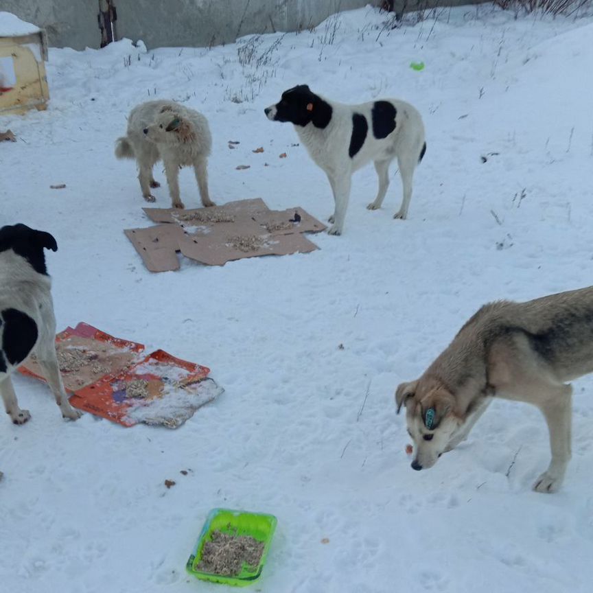 Взрослая собака в добрые руки