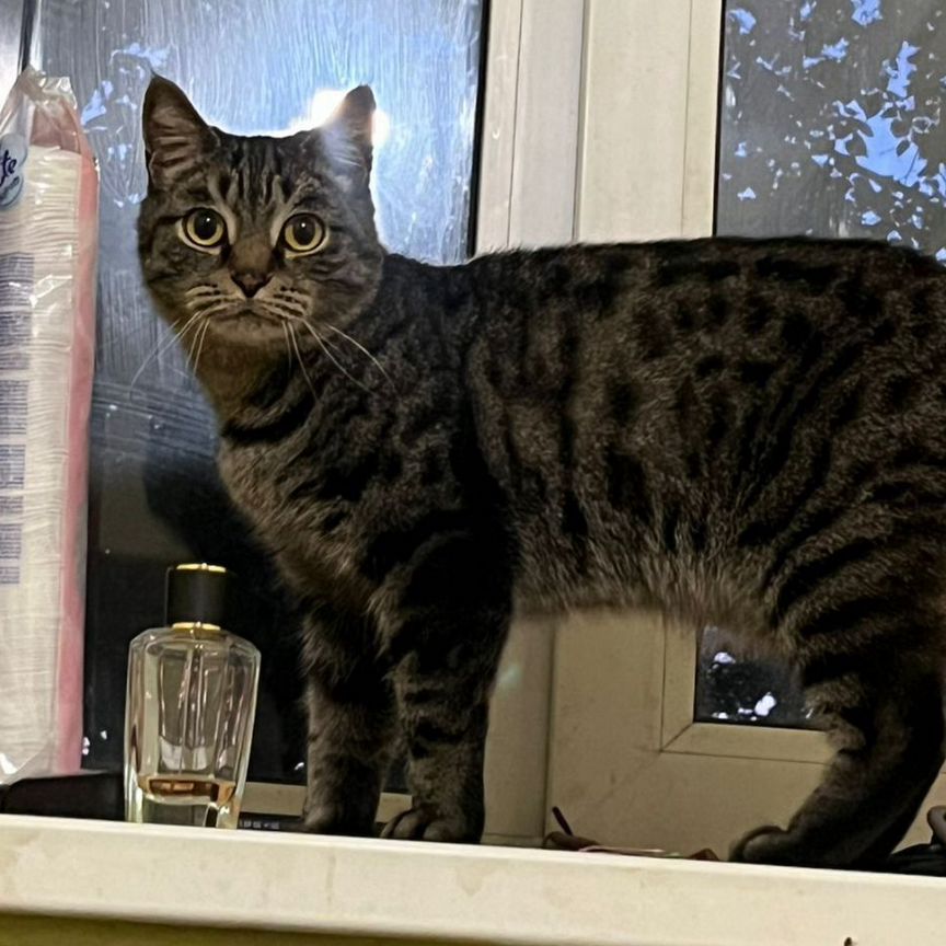 Шотландский прямоухий короткошёрстный, взрослый кот