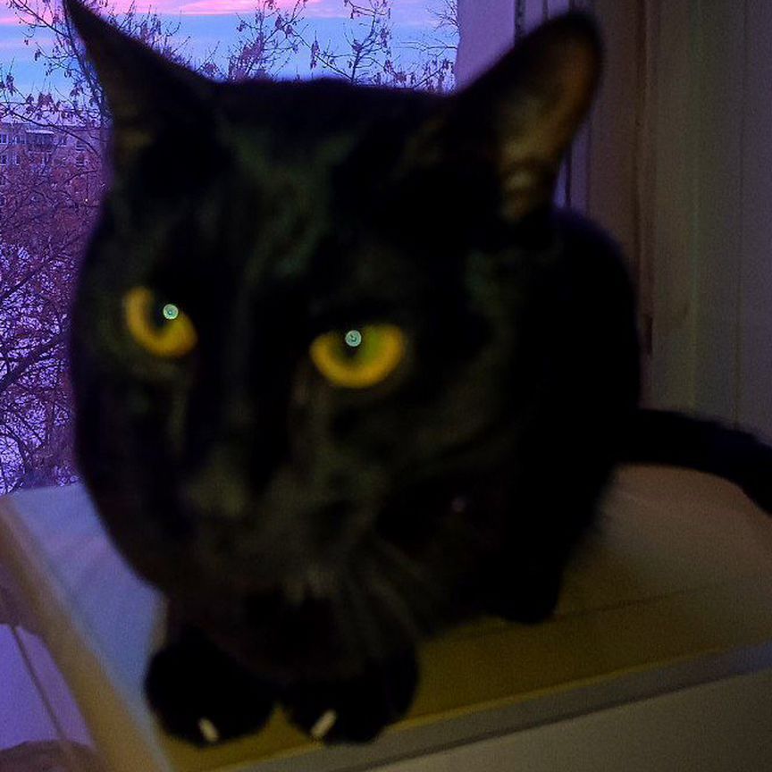 Взрослый кот в добрые руки