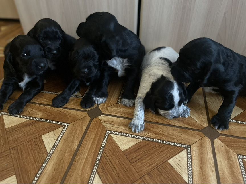 Щенки английского кокер спаниеля новосибирск