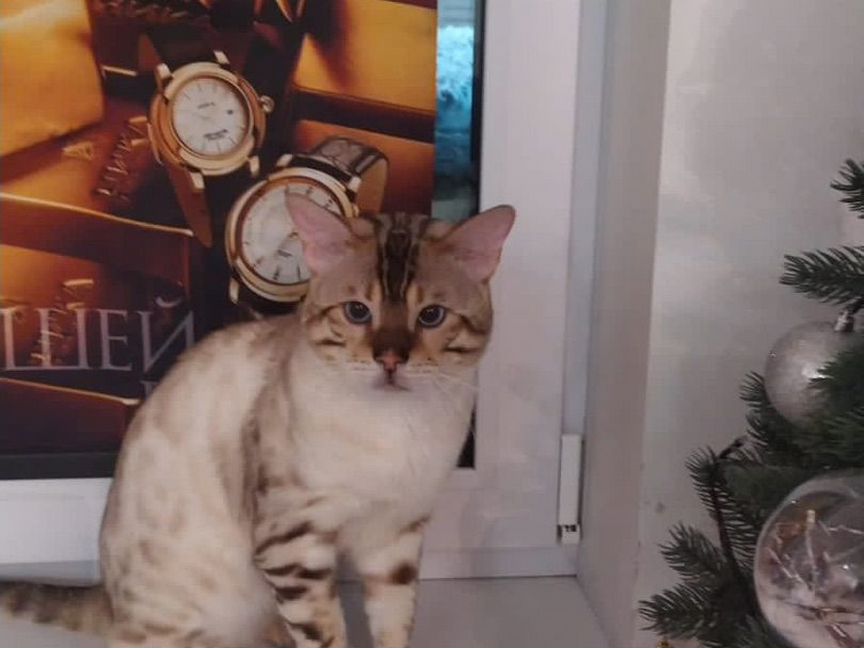 Бенгальские коты вязка