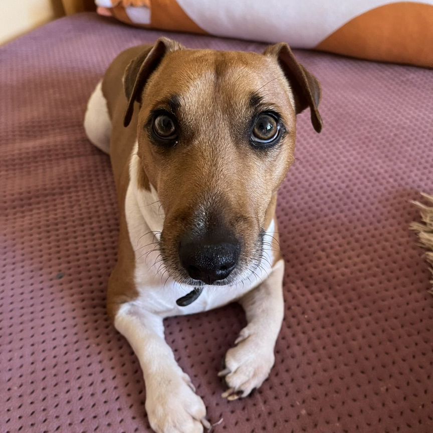 Вязка кобель Джек рассел терьер