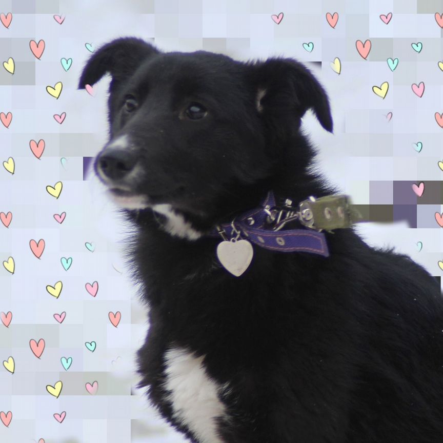 Стерильная, очень добрая девочка