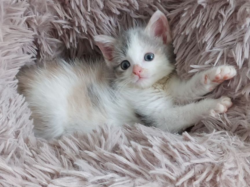 Котёнка-трехцветка в добрые руки