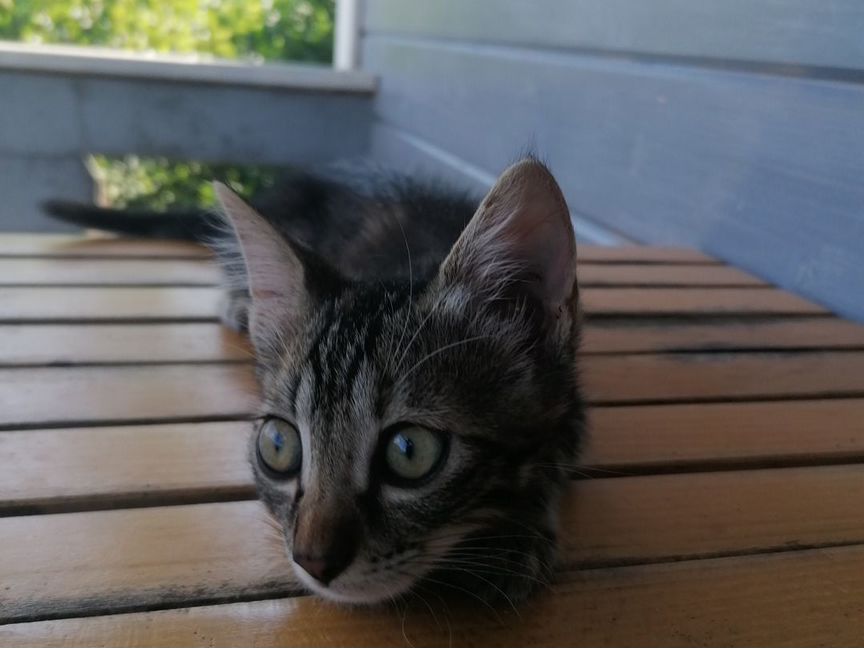 Кошечка из Сочи