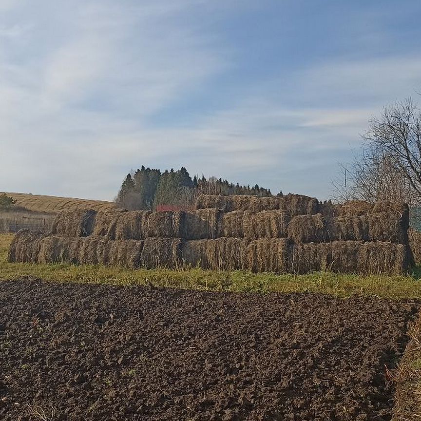 Продам сено в рулонах