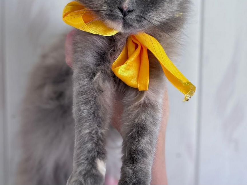 Нежная кошка Ласка ждёт своего человека