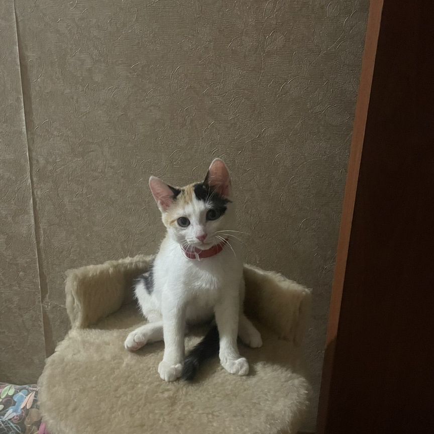 Отдам котенка в добрые руки